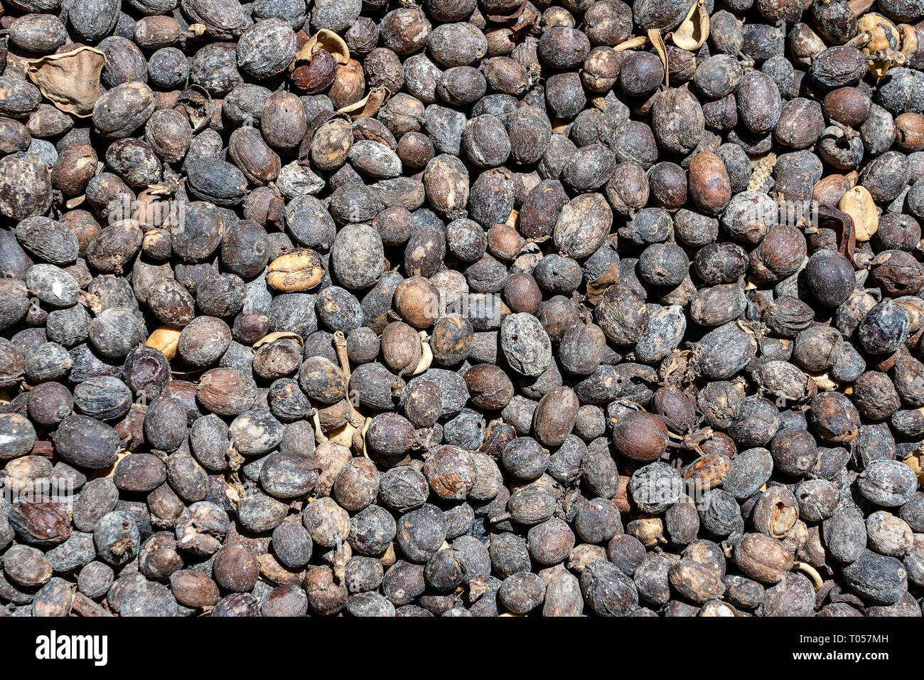 Luwak coffee, unclean coffee beans, close up. Kopi luwak is coffee that ...