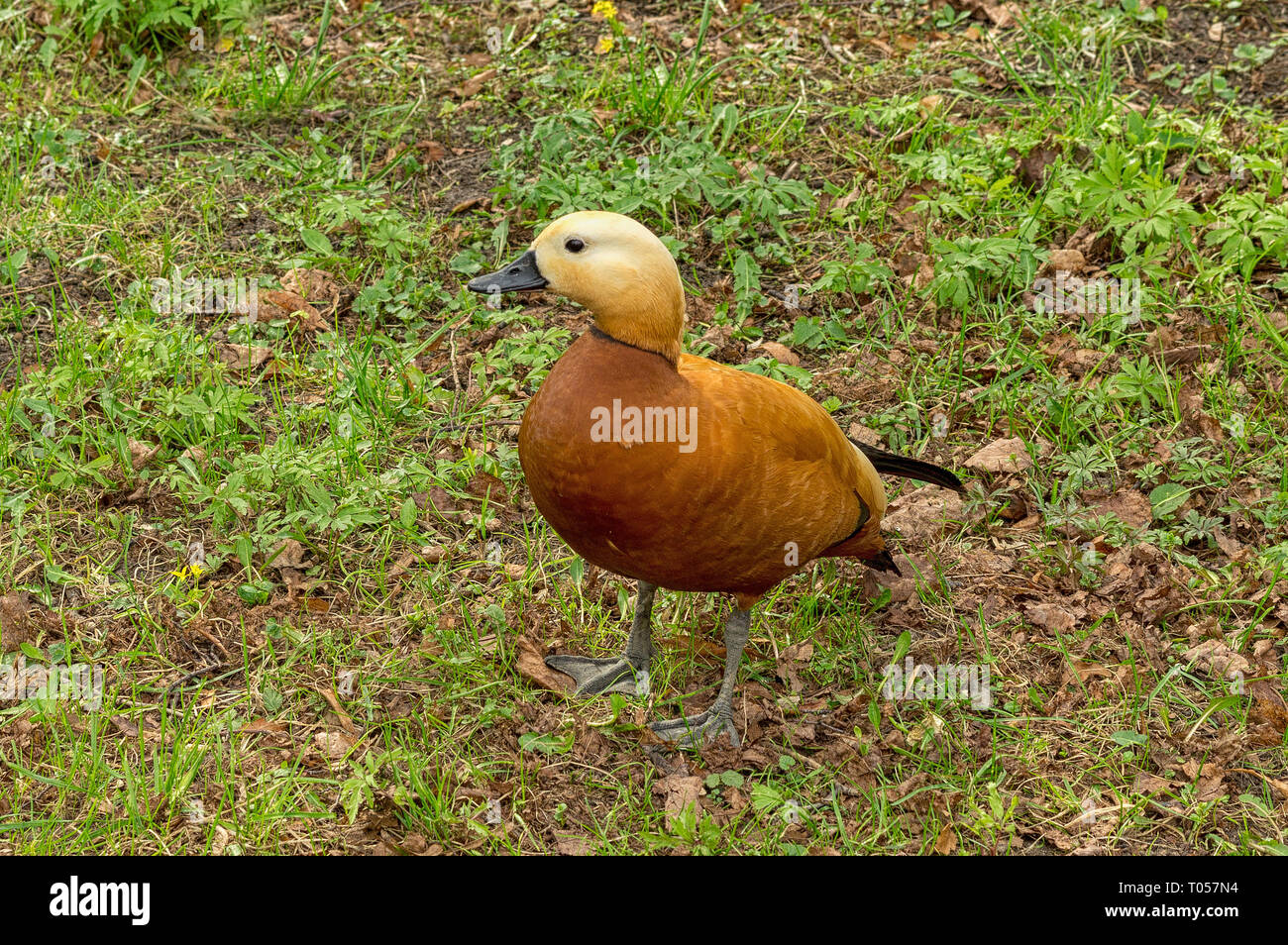 Female ruddy duck hi-res stock photography and images - Alamy