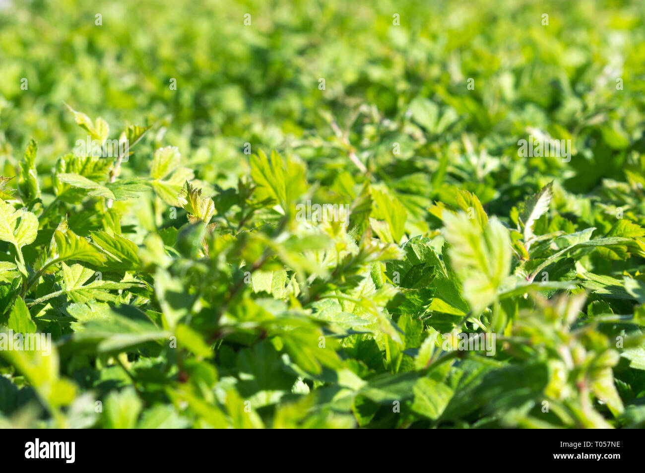 Surface of the shorn bush, nature green background Stock Photo - Alamy