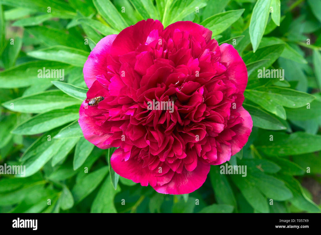 Garden red peonies hi-res stock photography and images - Alamy