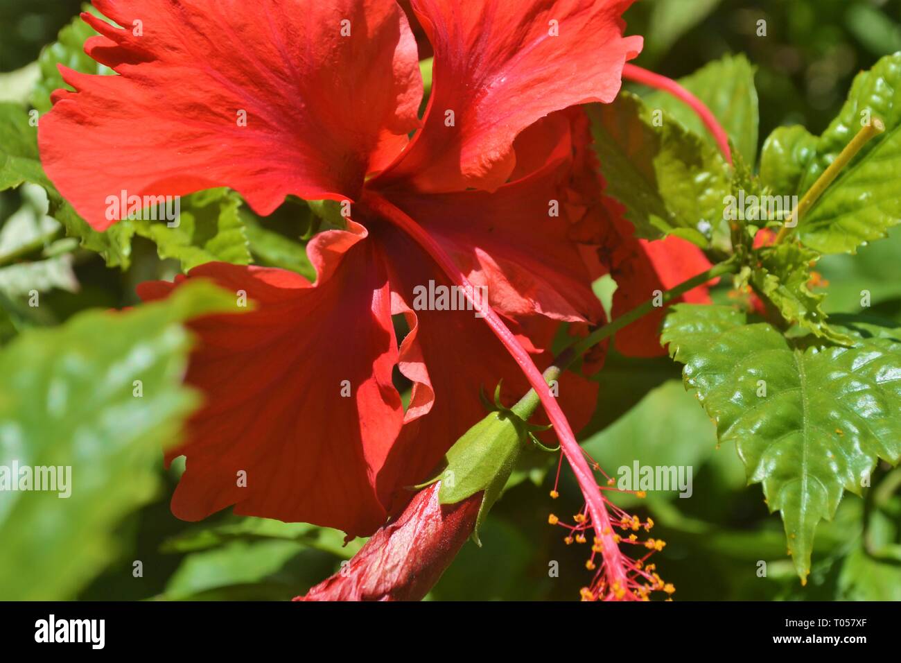 Hibiscus rosa-sinensis also know as rose mallow, China rose and ...