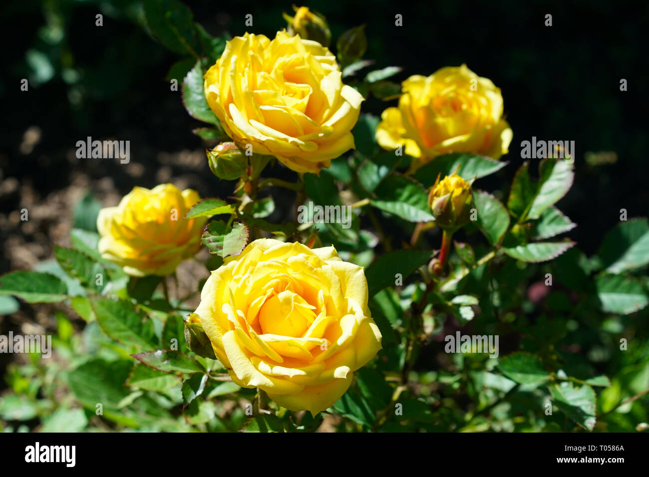 Yellow rose in the garden Stock Photo - Alamy