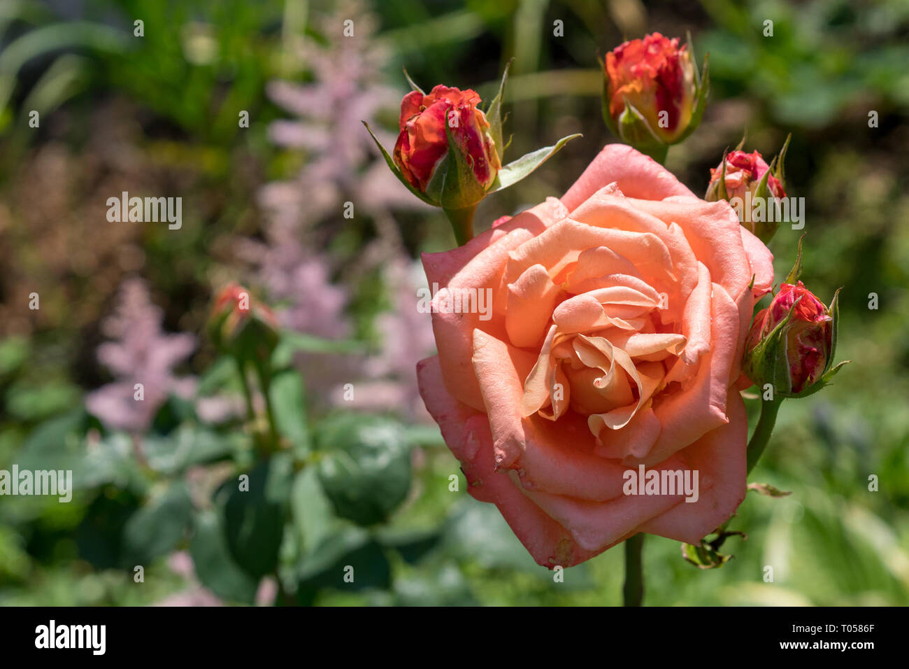 Lovely and romantic blooms of the Hybrid Tea rose Stock Photo - Alamy
