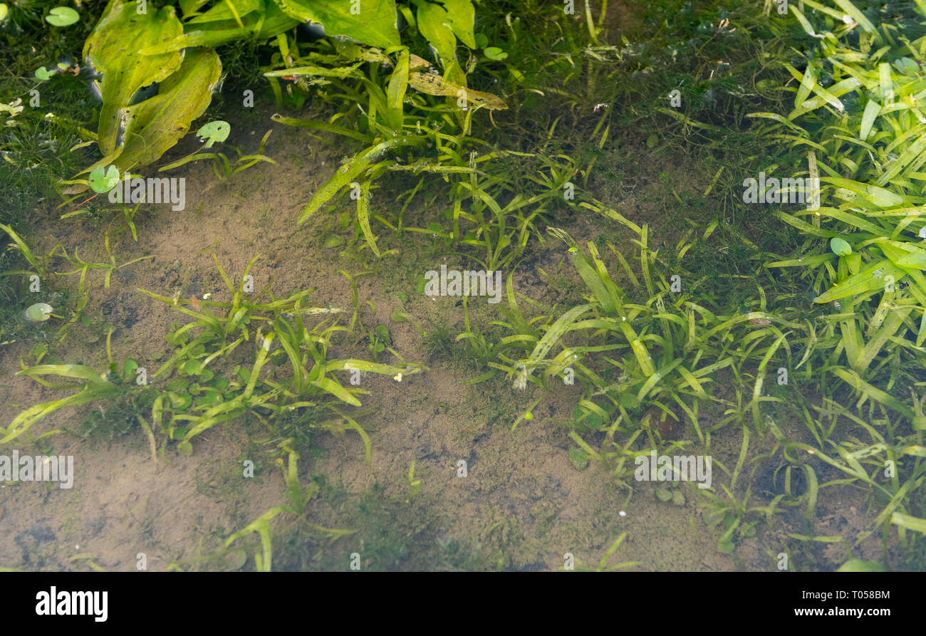 Freshwater algae hi-res stock photography and images - Alamy