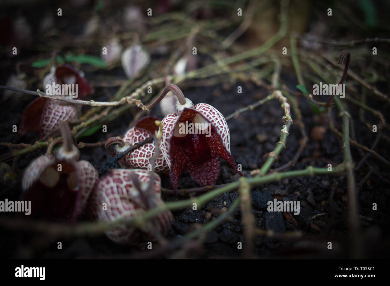Flower like a helmet hi-res stock photography and images - Alamy