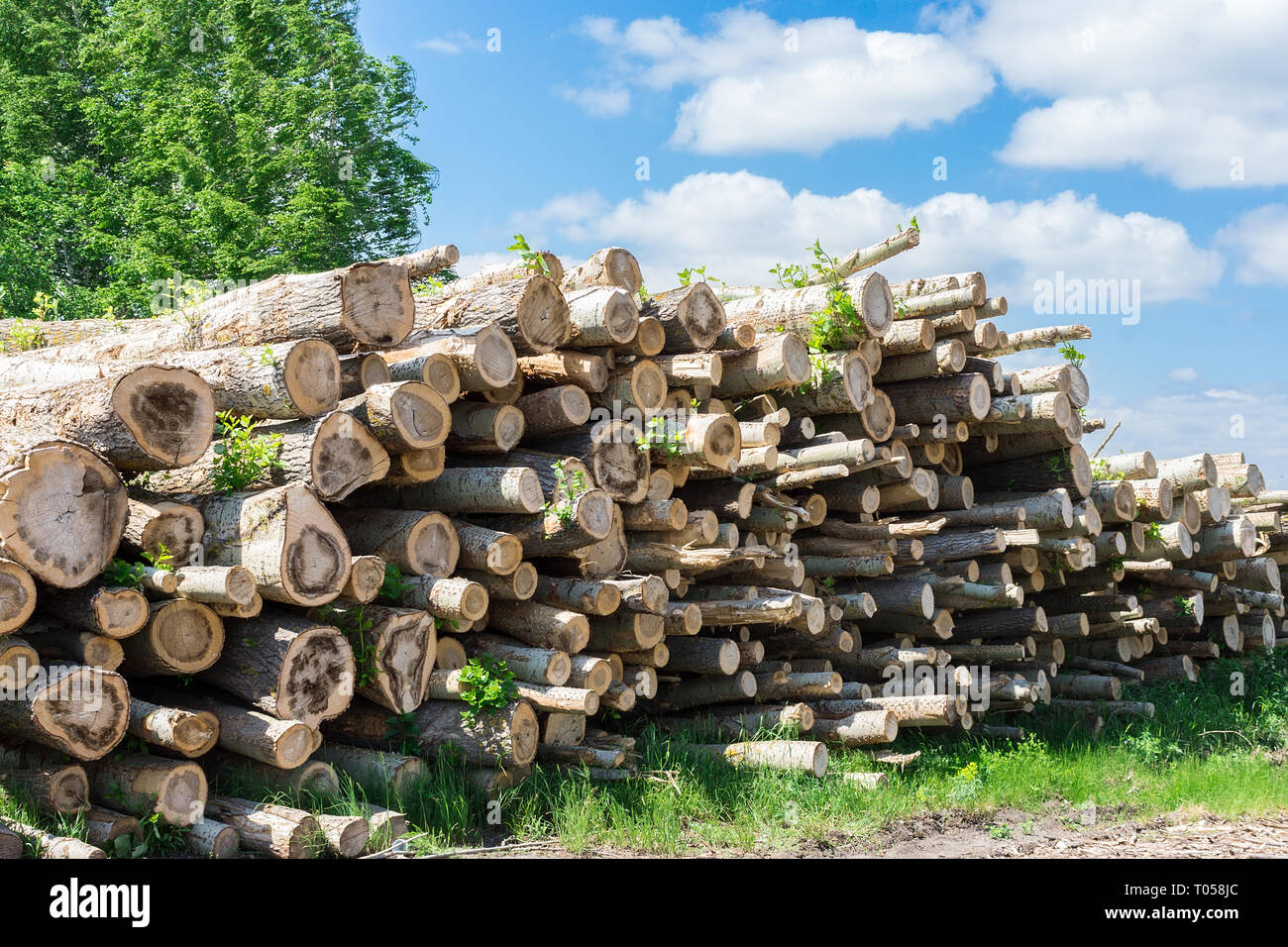 felled trees lie on the grass in the forest, cutting down trees Stock ...