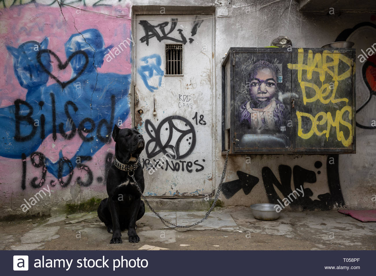 Graffiti Dog High Resolution Stock Photography and Images - Alamy