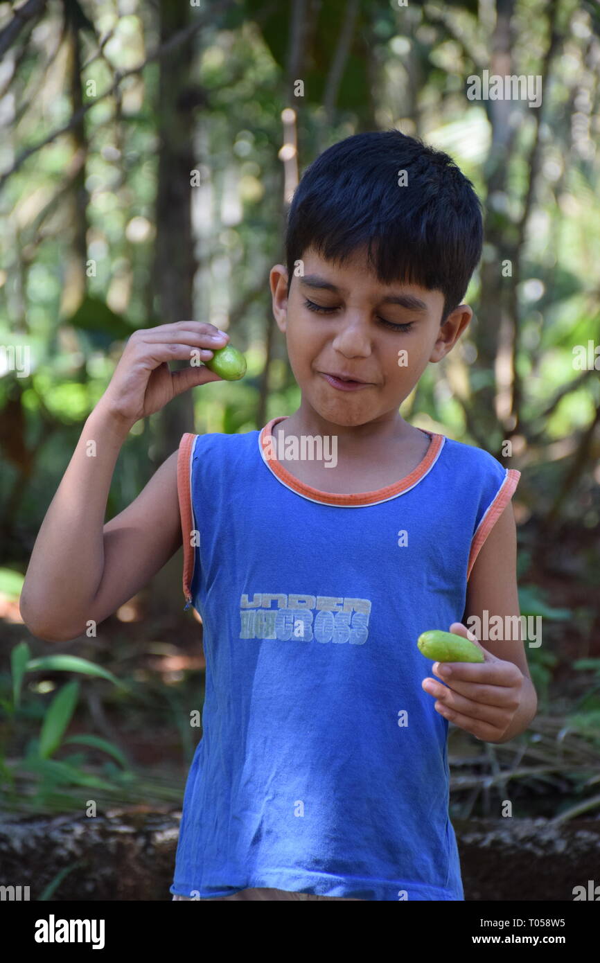 A child playing and eating irumban puli(Averrhoa bilimbi Stock Photo ...