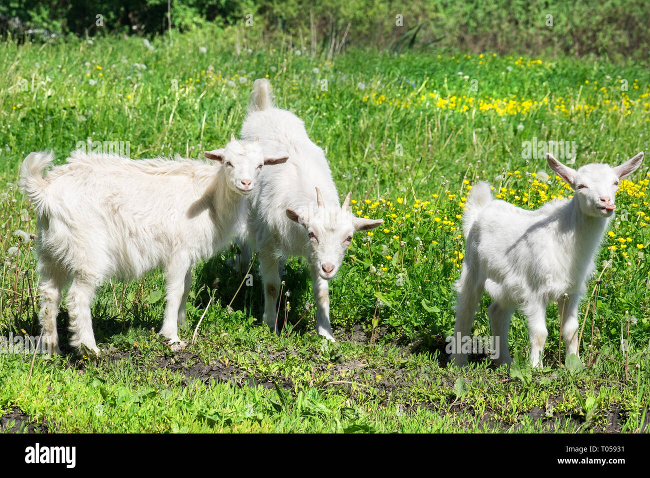 Three goats on pasture hi-res stock photography and images - Alamy