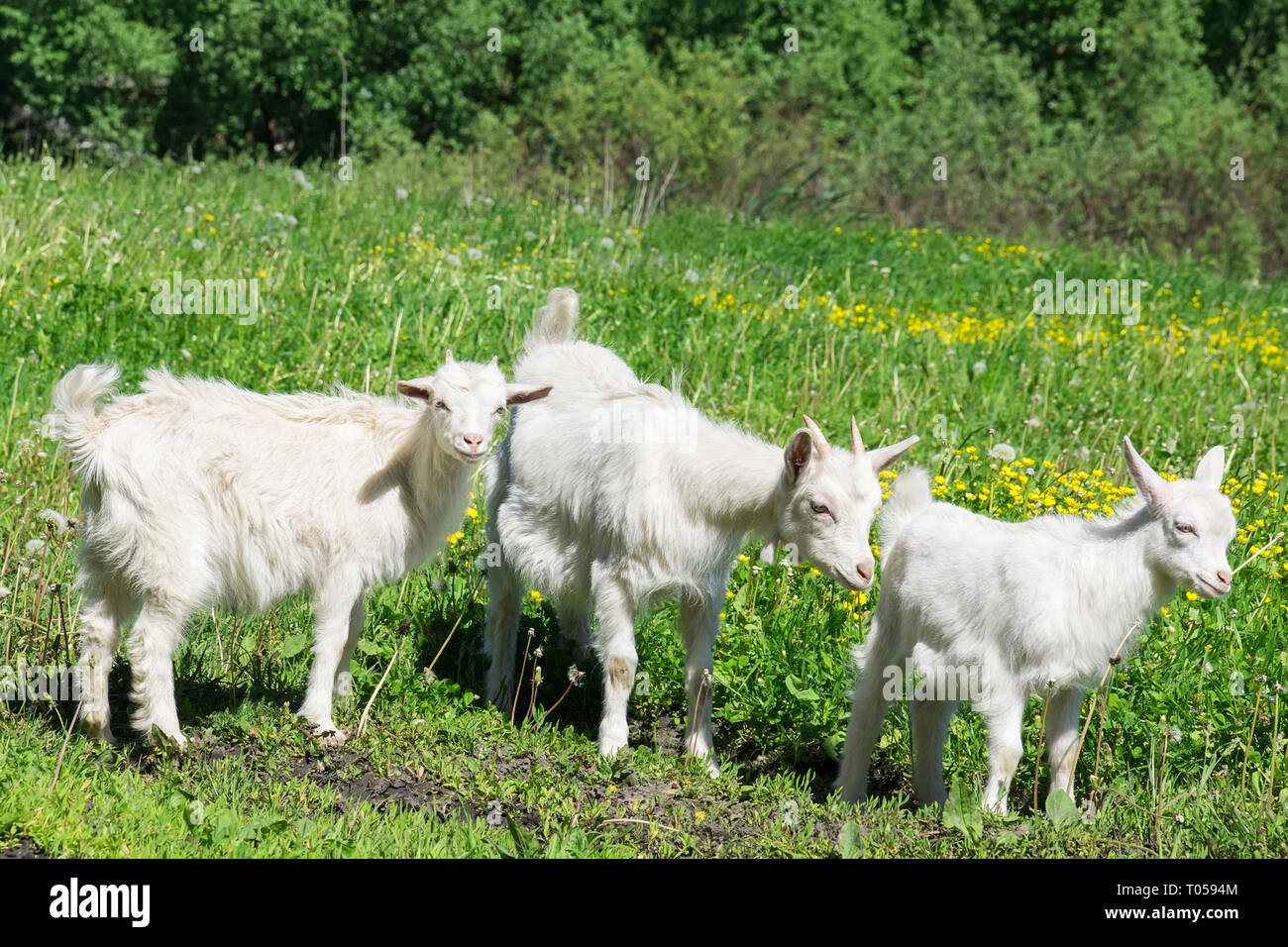 Three goats graze on grass hi-res stock photography and images - Alamy