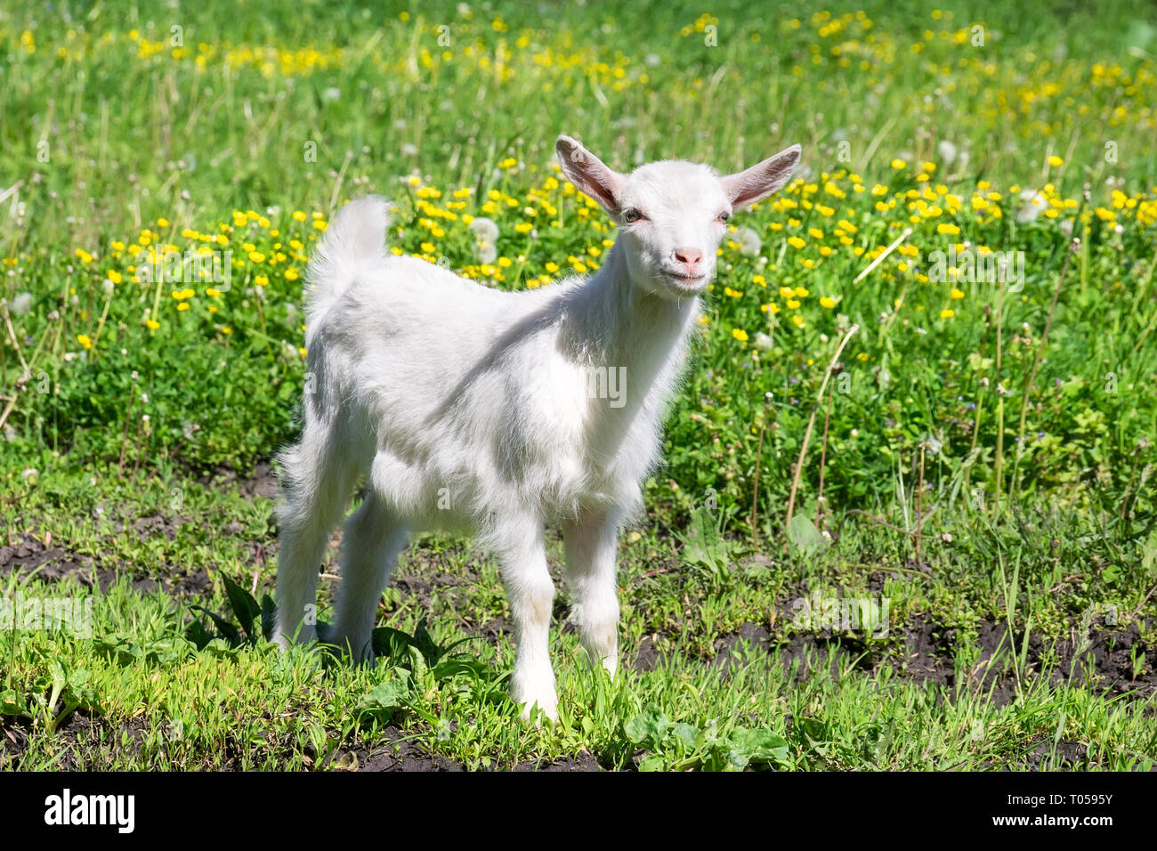 The goat stands on the green grass and looks Stock Photo - Alamy