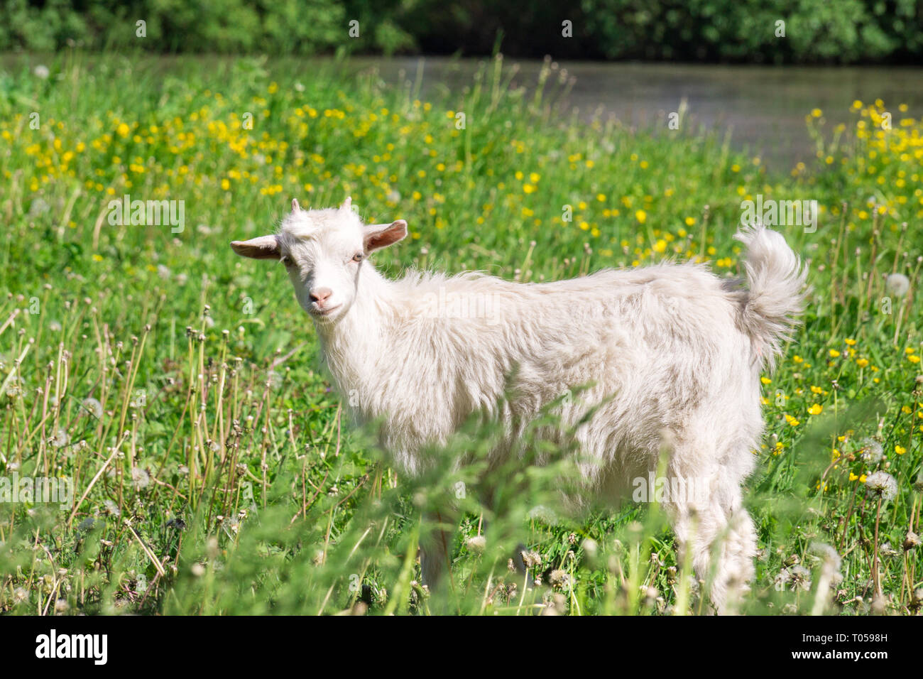 The goat stands on the green grass and looks Stock Photo - Alamy