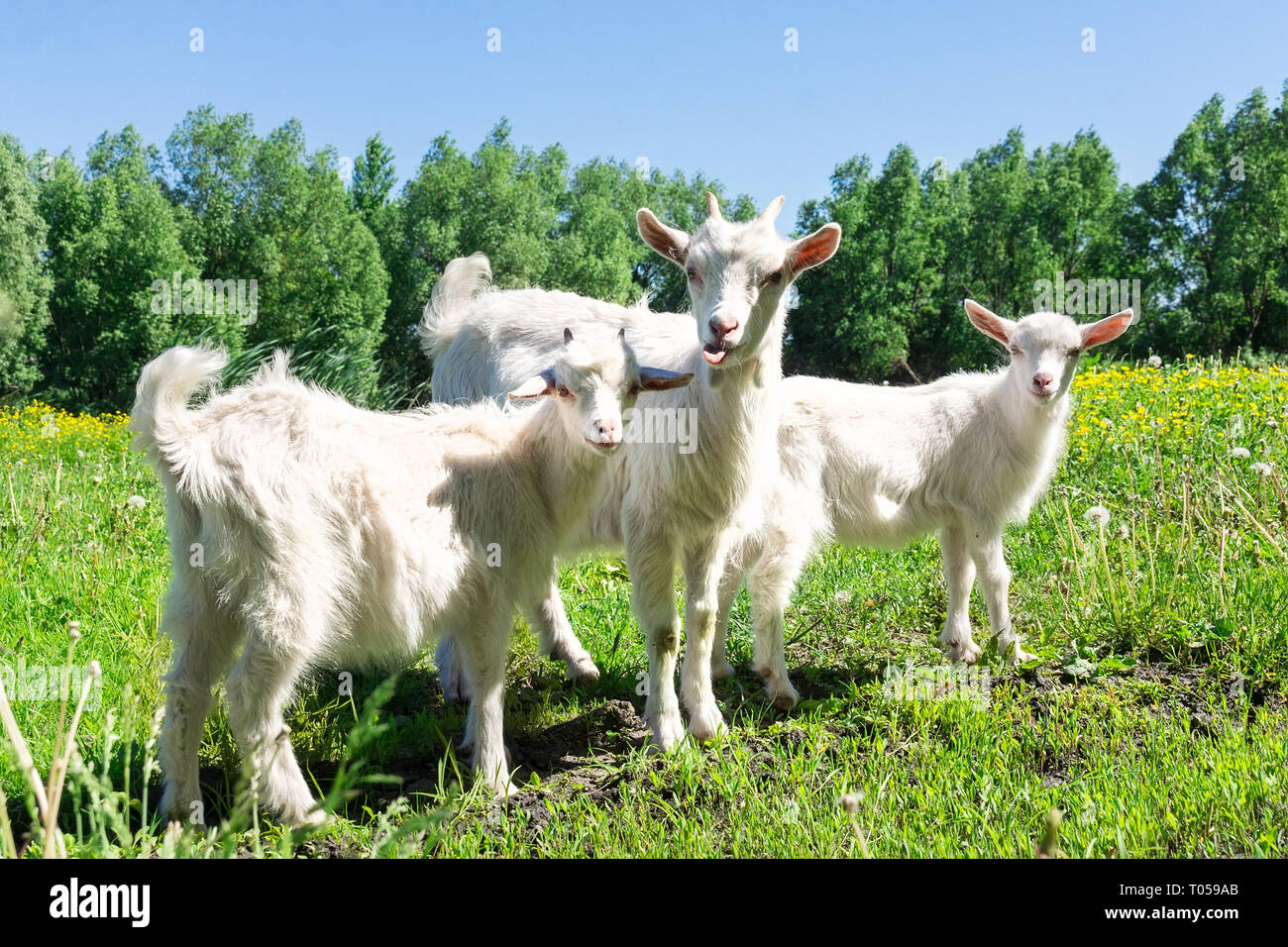 Three goats on a green meadow eat grass Stock Photo - Alamy