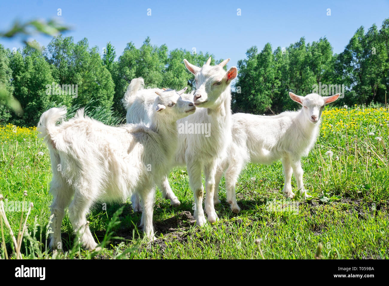 Three goats on pasture hi-res stock photography and images - Alamy