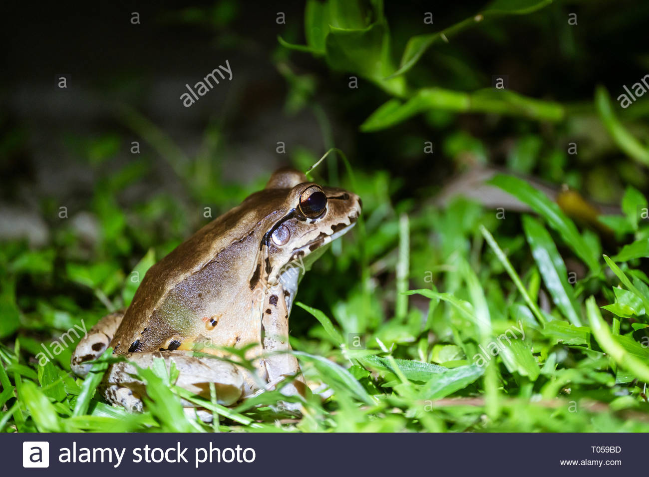 Smoky Jungle Frog High Resolution Stock Photography and Images - Alamy