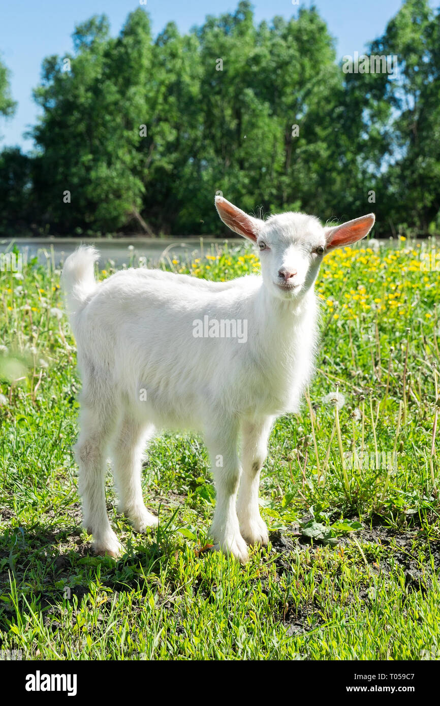 The goat stands on the green grass and looks Stock Photo - Alamy