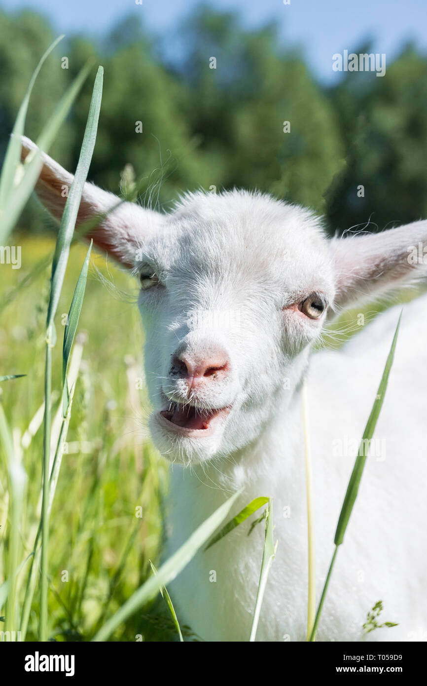 The goat stands on the green grass and looks Stock Photo - Alamy