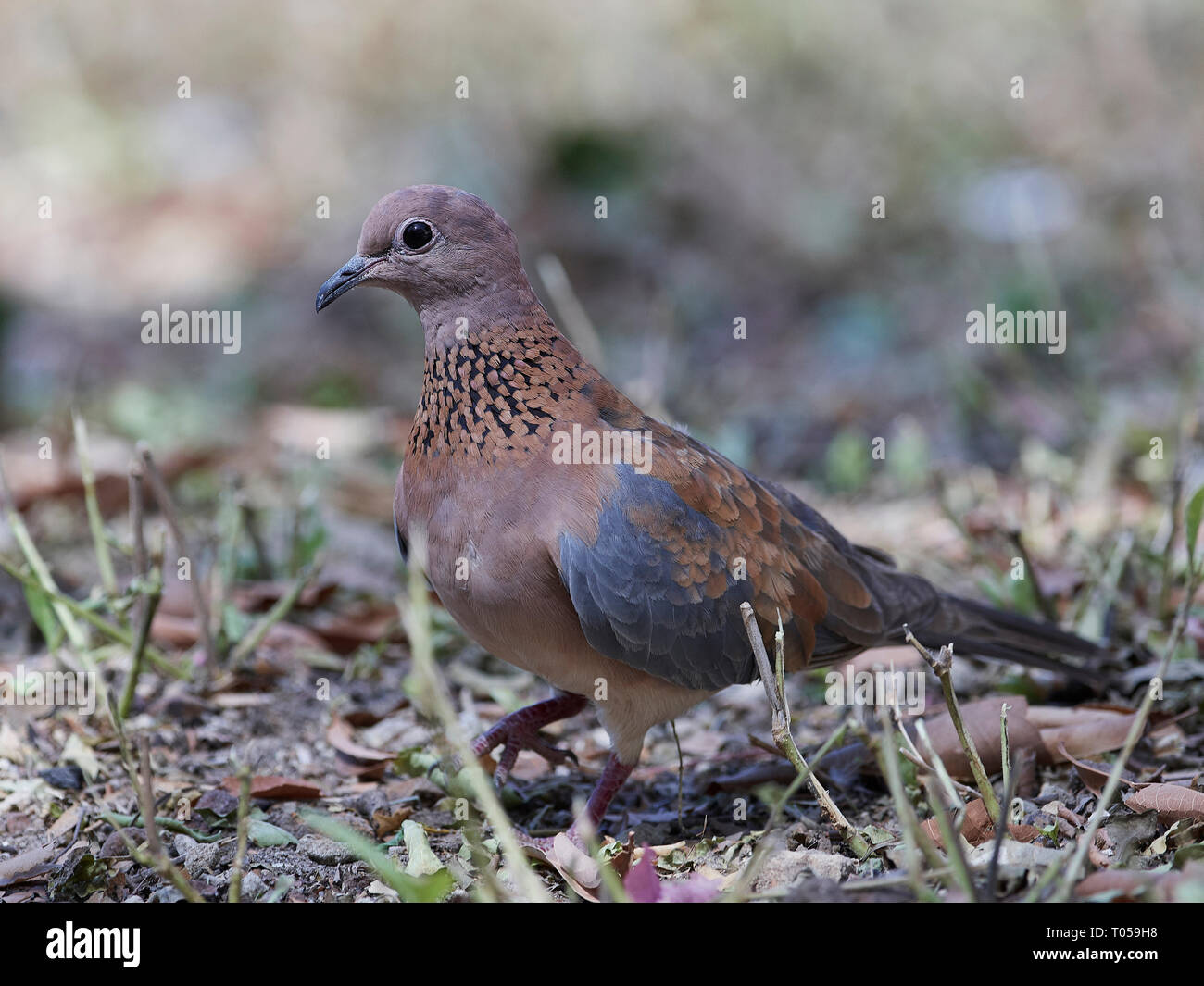 Laughing dove in its natural habitat in Senegal Stock Photo - Alamy