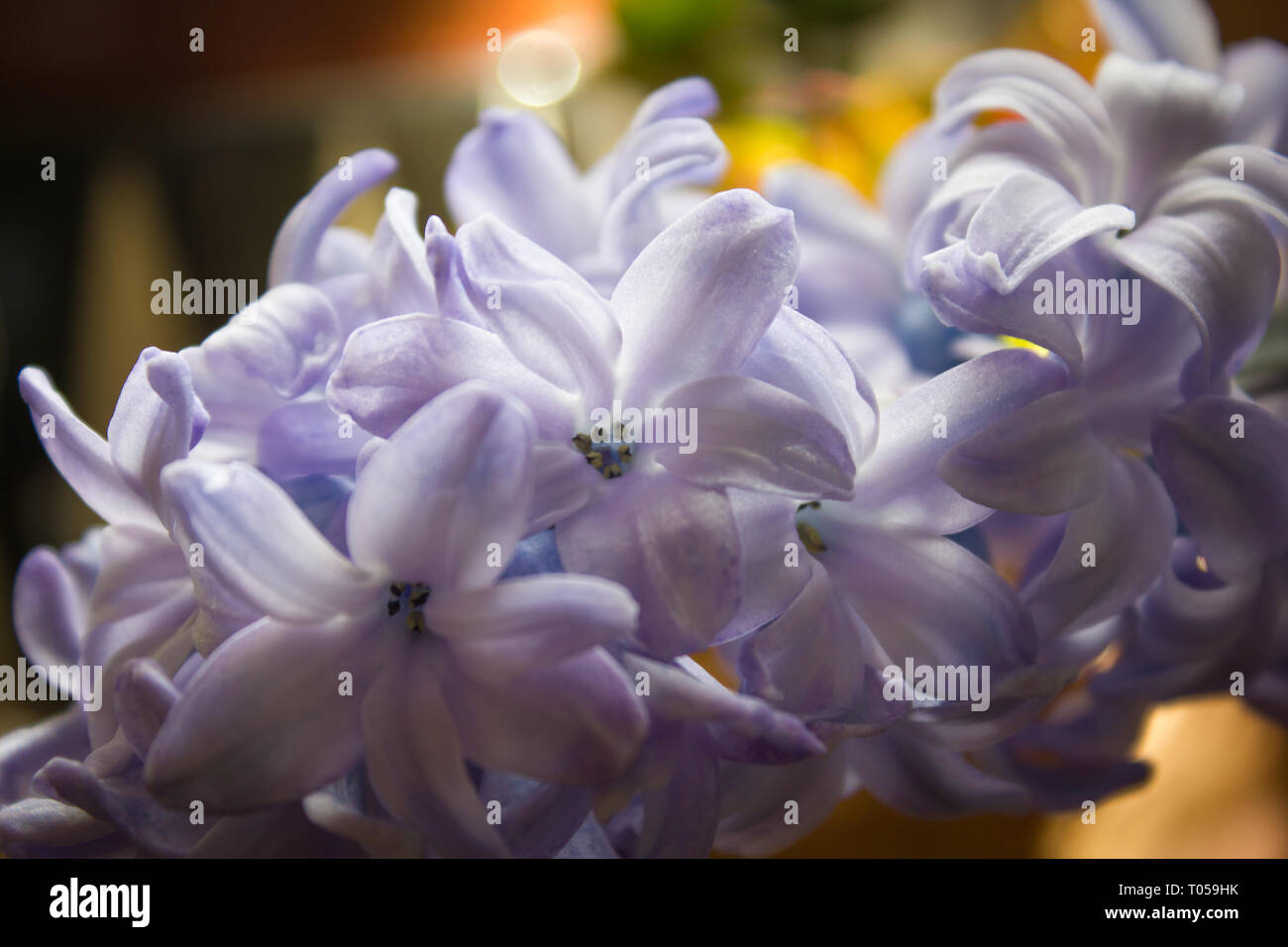 Purple hyacinth field hi-res stock photography and images - Alamy