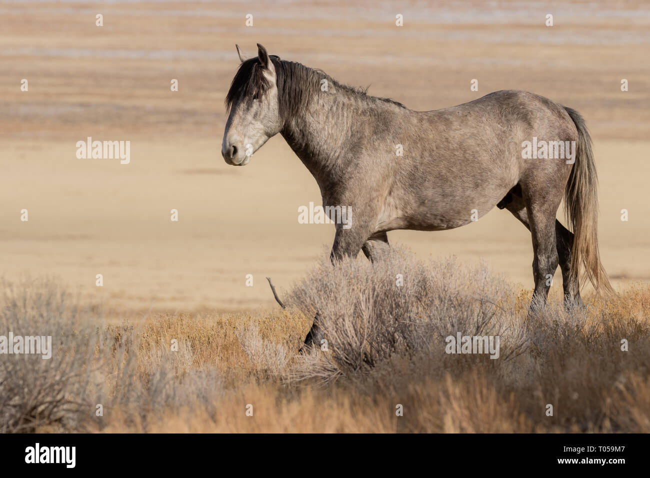 Majestic wild horse stallion hi-res stock photography and images - Alamy