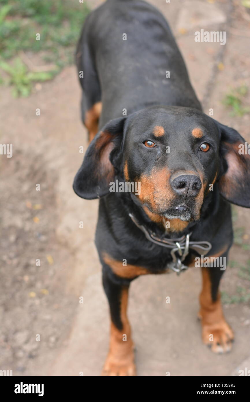Rottweiler Coonhound Mix