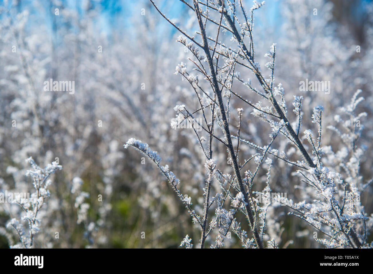 Frosty effect hi-res stock photography and images - Alamy