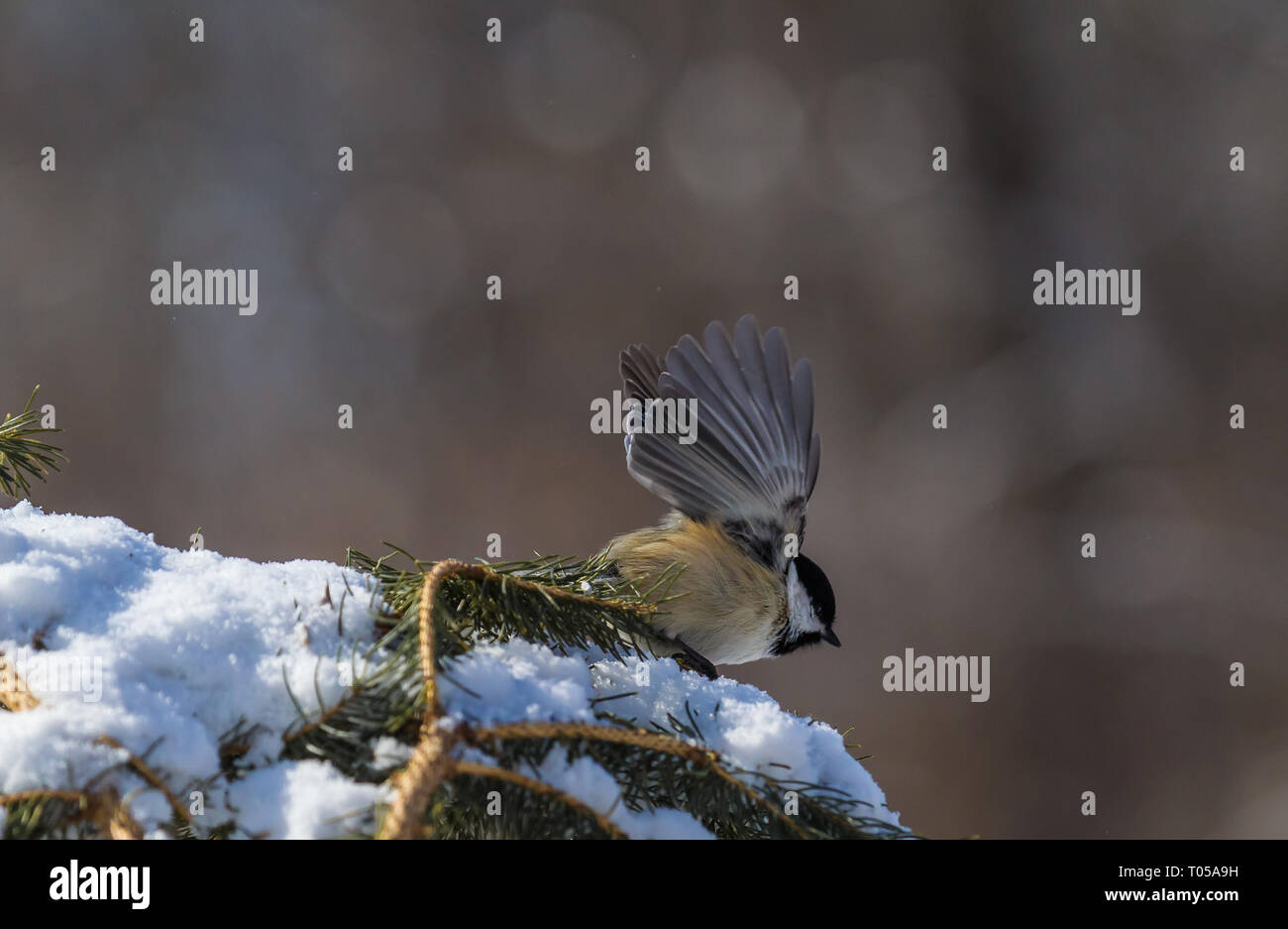 Winter chickadee taking off from a snow covered pine branch Stock Photo ...
