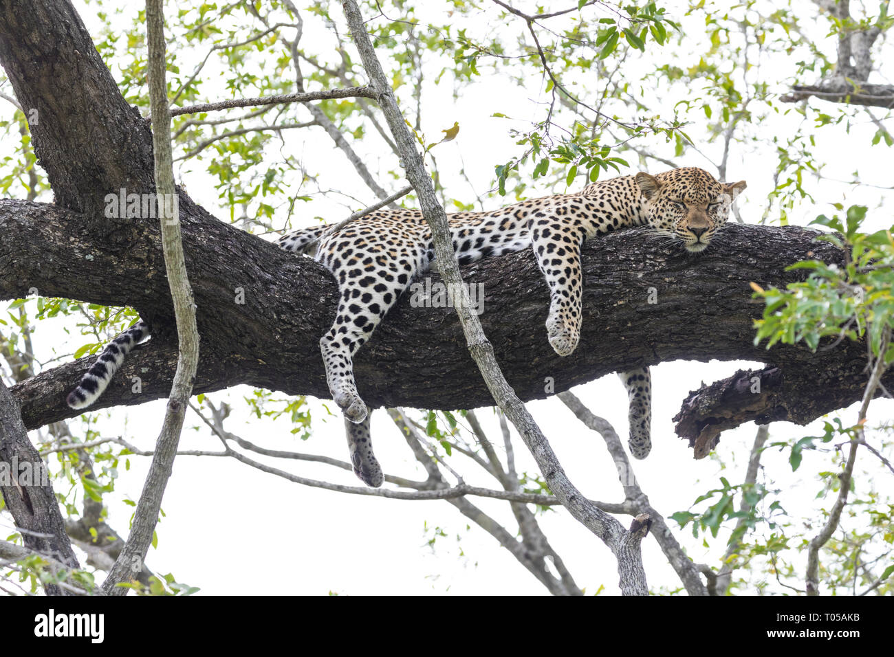 full body length portrait of a totally relaxed leopard resting in a ...