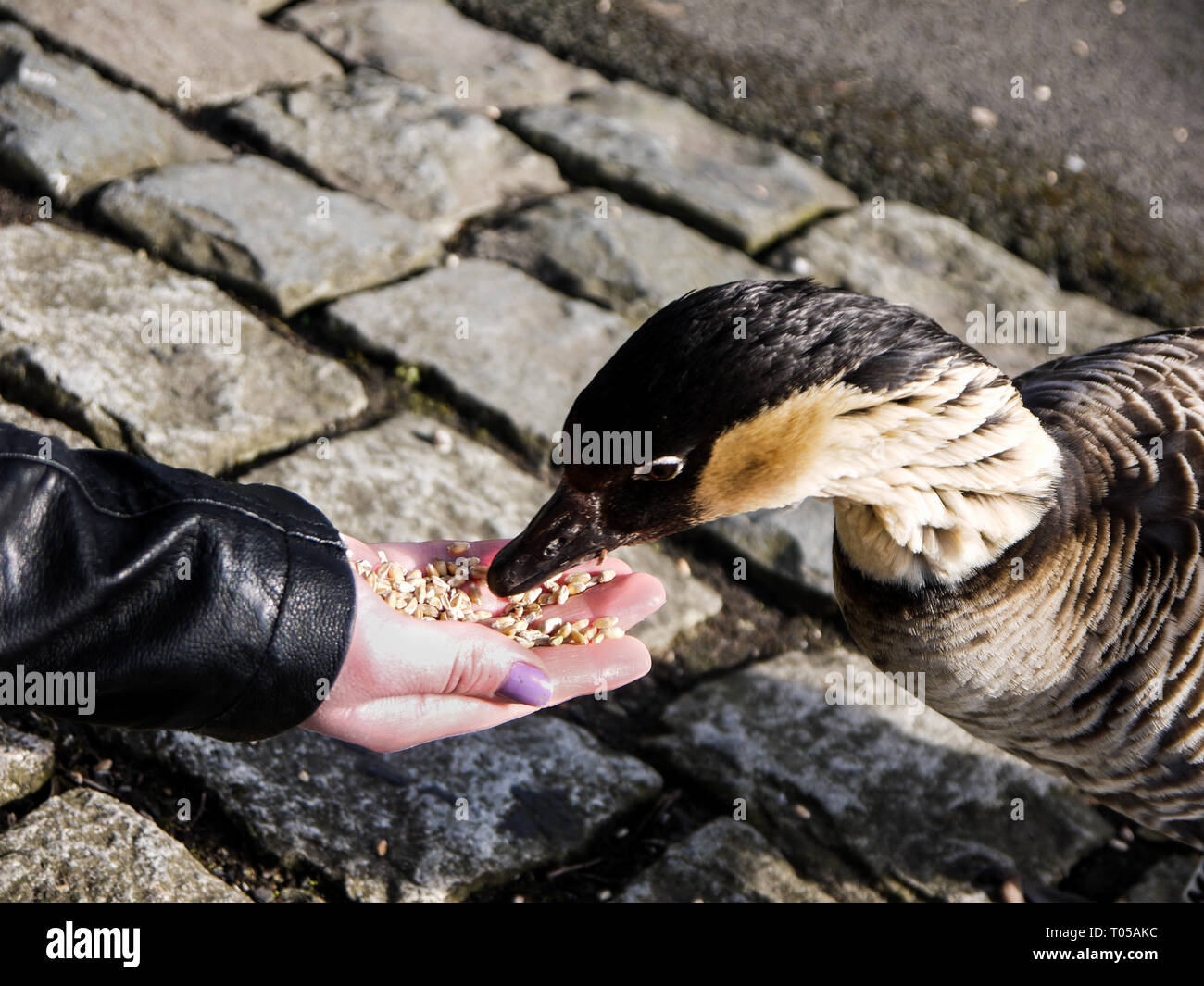 Feeding a goose hi-res stock photography and images - Alamy