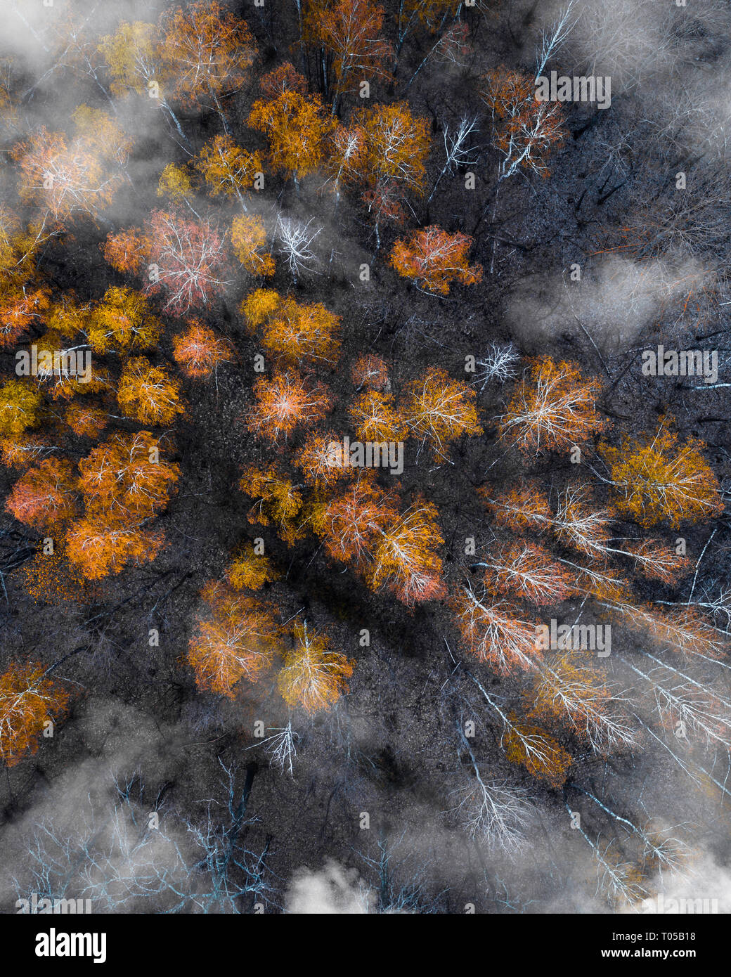 Aerial View Forest High Resolution Stock Photography and Images - Alamy