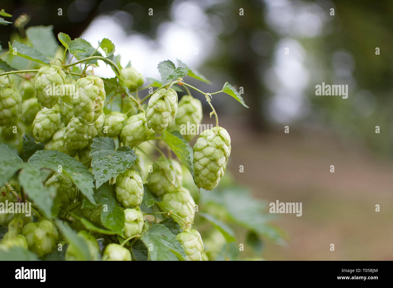 Green fresh hop cones for making beer and bread in the summer on hops ...