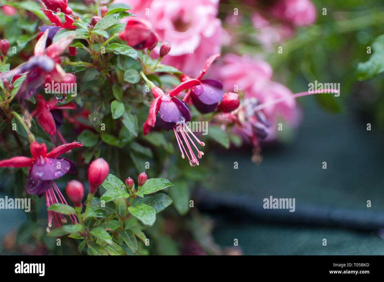 Macro view of fuchsia flowers with nature background in the garden ...
