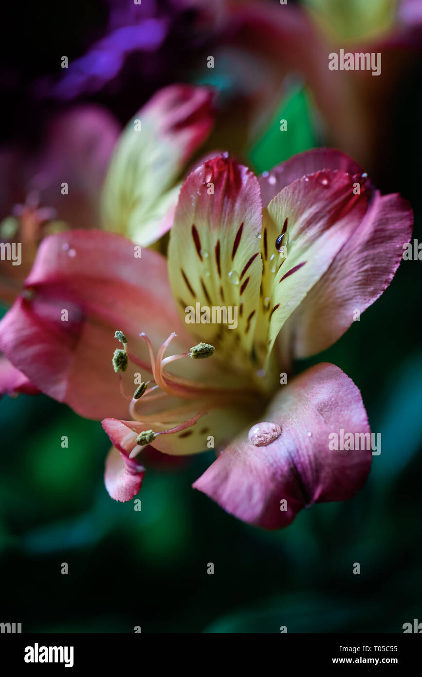 Alstro hi-res stock photography and images - Alamy