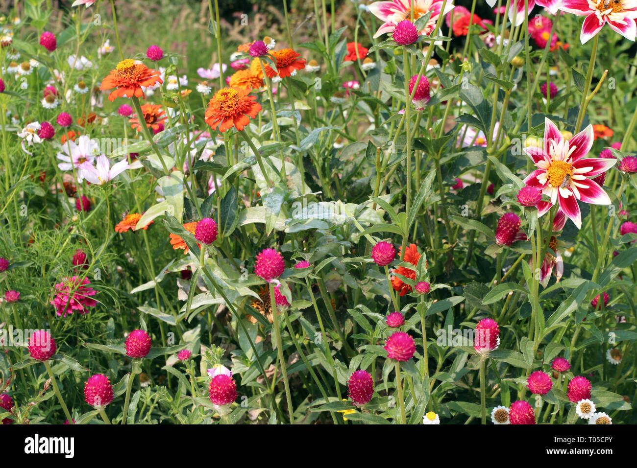 Starlight flowers hi-res stock photography and images - Alamy