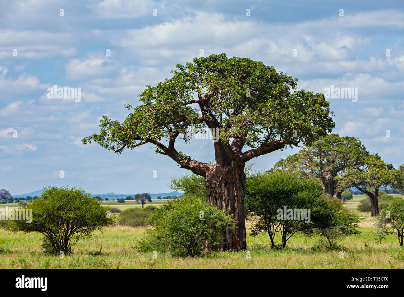 Upside down tree hi-res stock photography and images - Alamy