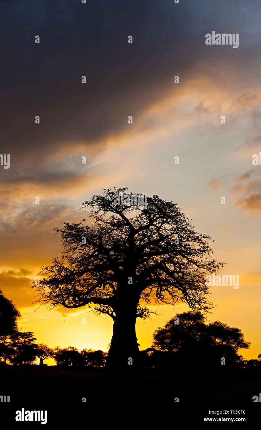 Baobab Tree At Sunrise Stock Photo - Alamy