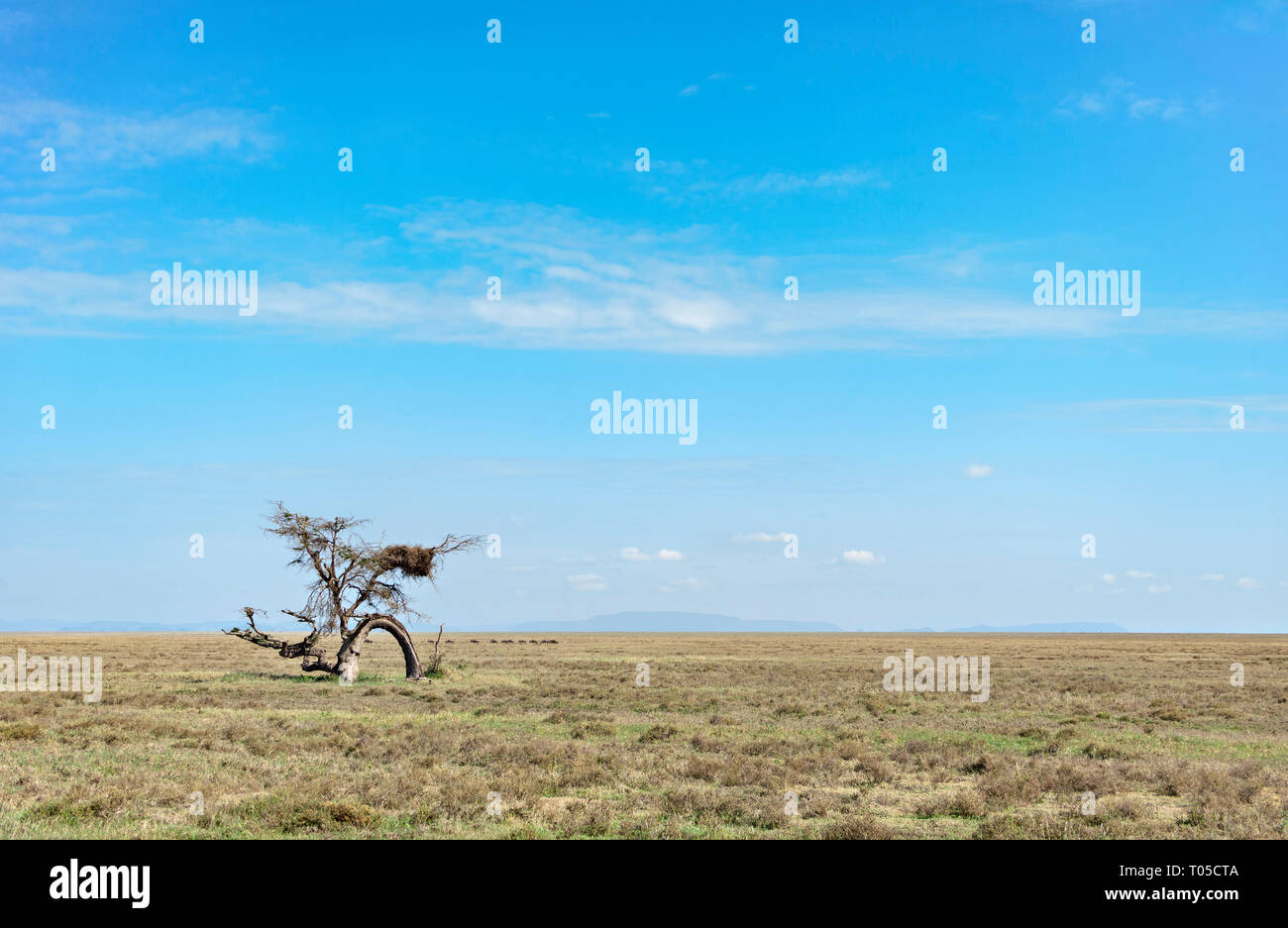 Bent tree hi-res stock photography and images - Alamy