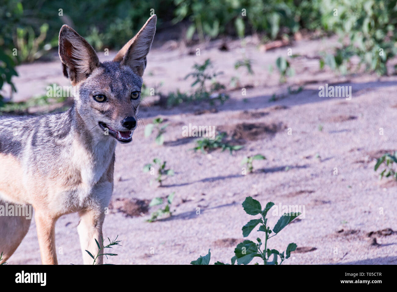 Black backed jackal teeth hi-res stock photography and images - Alamy