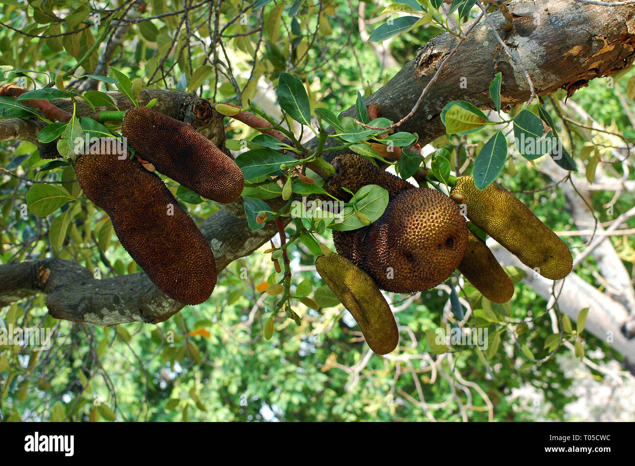 Breadfruit image hi-res stock photography and images - Alamy
