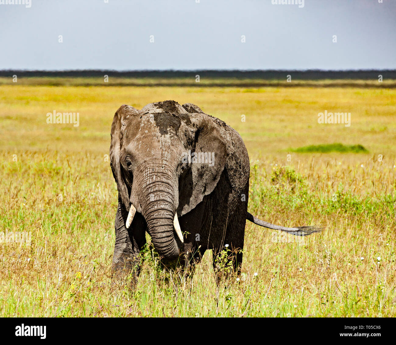 Bull Elephant 2 Stock Photo - Alamy