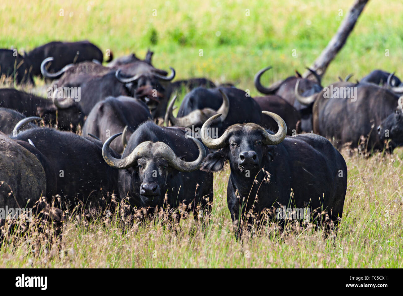 Cape Buffalo Buddies Stock Photo - Alamy