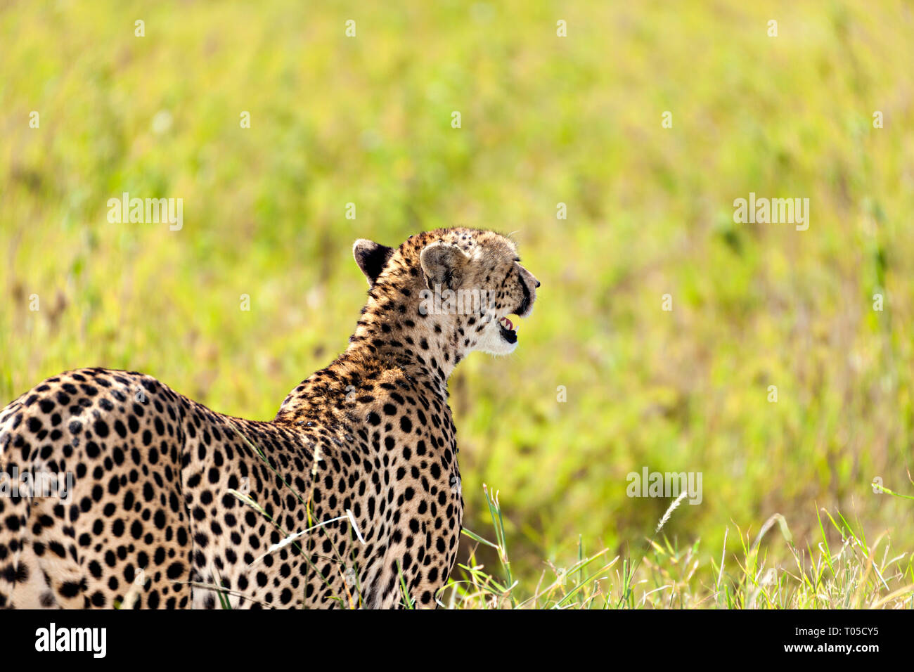 Cheetah Looking Into The Savanna Stock Photo - Alamy