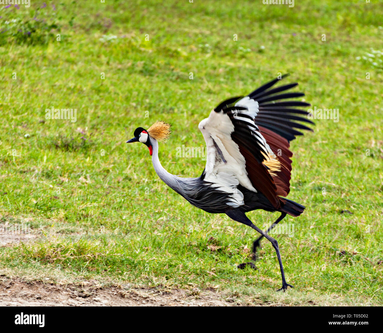 Black Crane Wings High Resolution Stock Photography and Images - Alamy