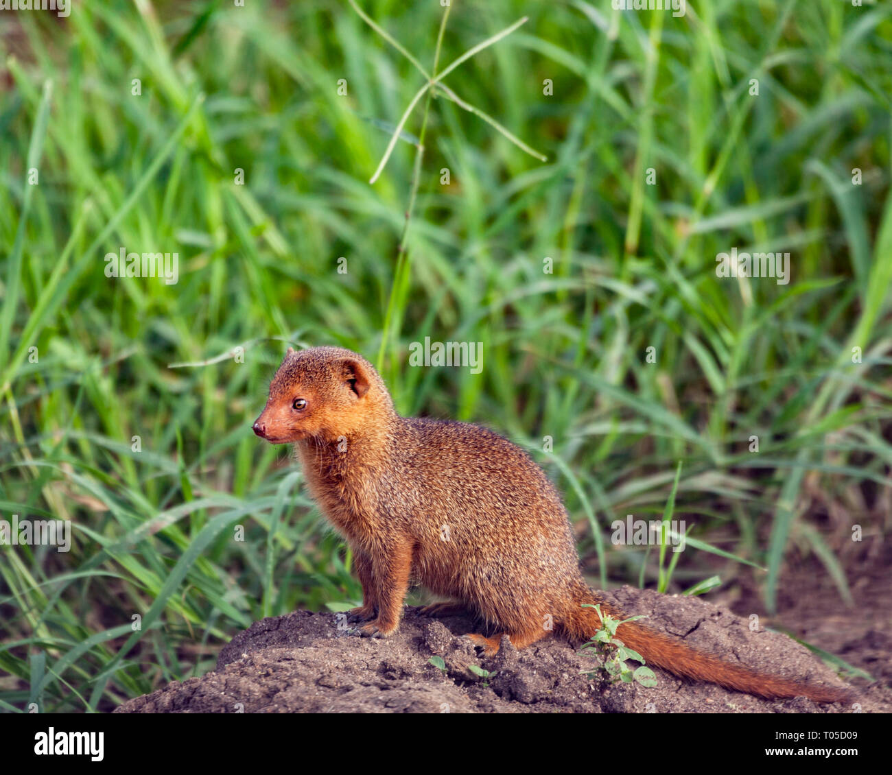 Dwarf Mongoose Portrait 2 Stock Photo - Alamy