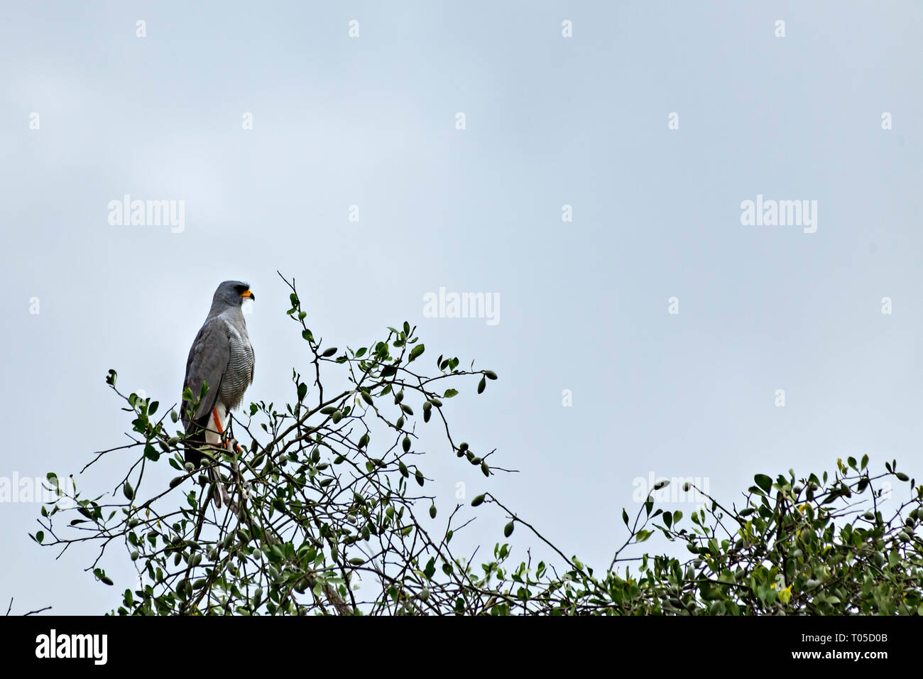Eastern (Pale) Chanting Goshawk Stock Photo - Alamy