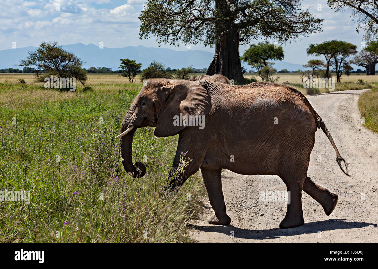 Elephant road hi-res stock photography and images - Alamy