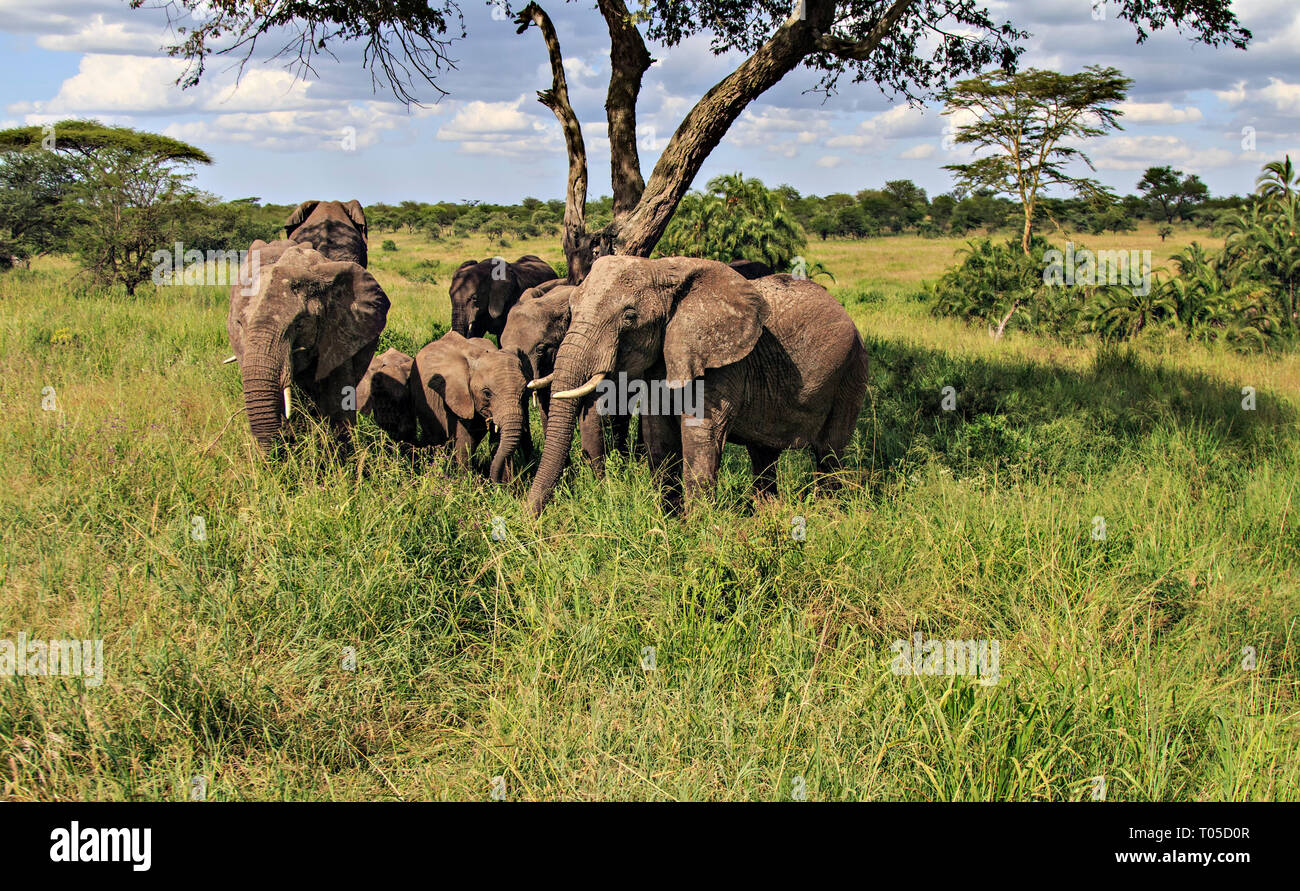 Elephant Family Under A Tree Stock Photo - Alamy