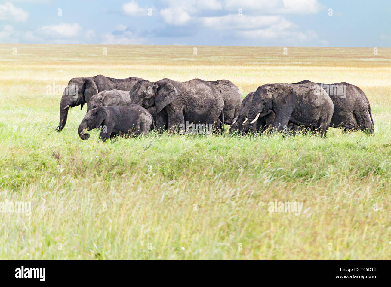 Elephant herd calves hi-res stock photography and images - Alamy