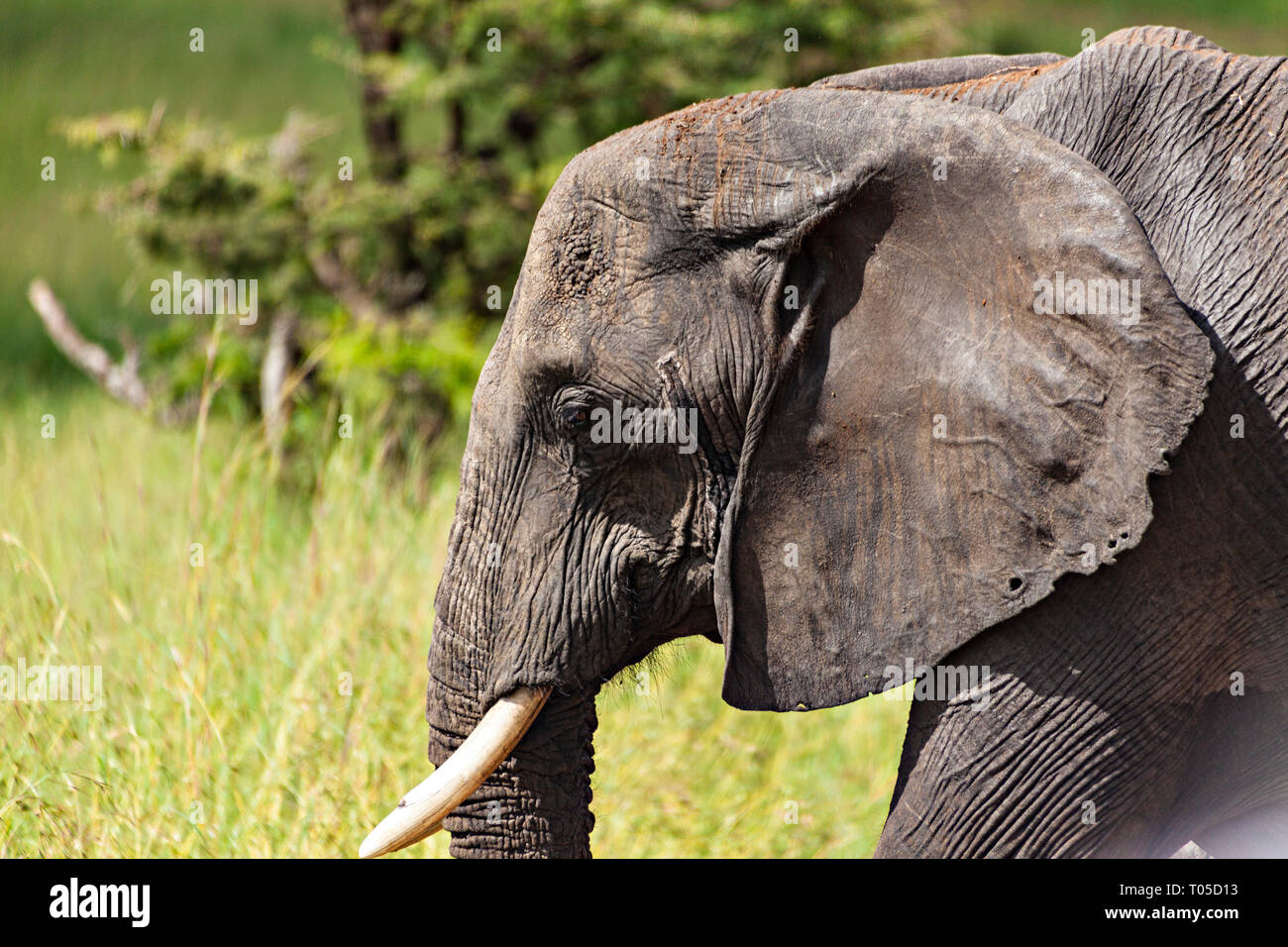 Bull elephant eye hi-res stock photography and images - Alamy