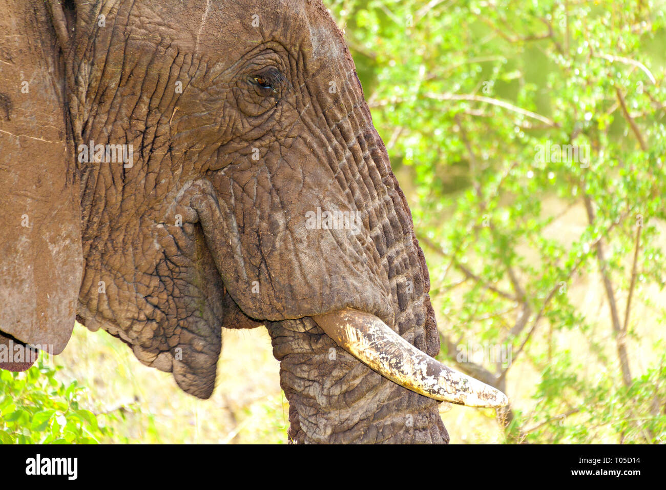Elephant profile hi-res stock photography and images - Alamy